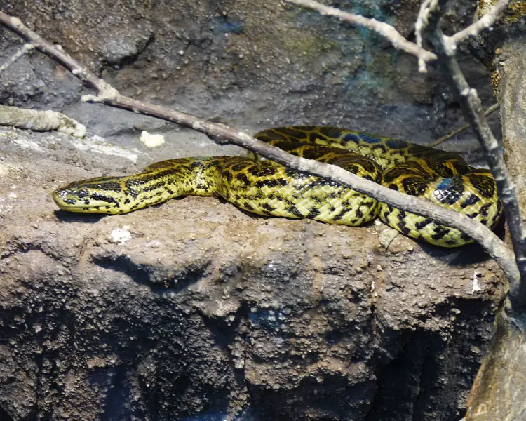 Yellow Anaconda | Zoopedia Wiki | Fandom