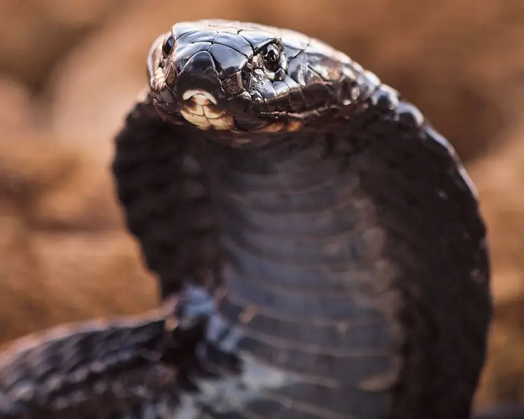 Black-Necked Spitting Cobra | Zoopedia Wiki | Fandom