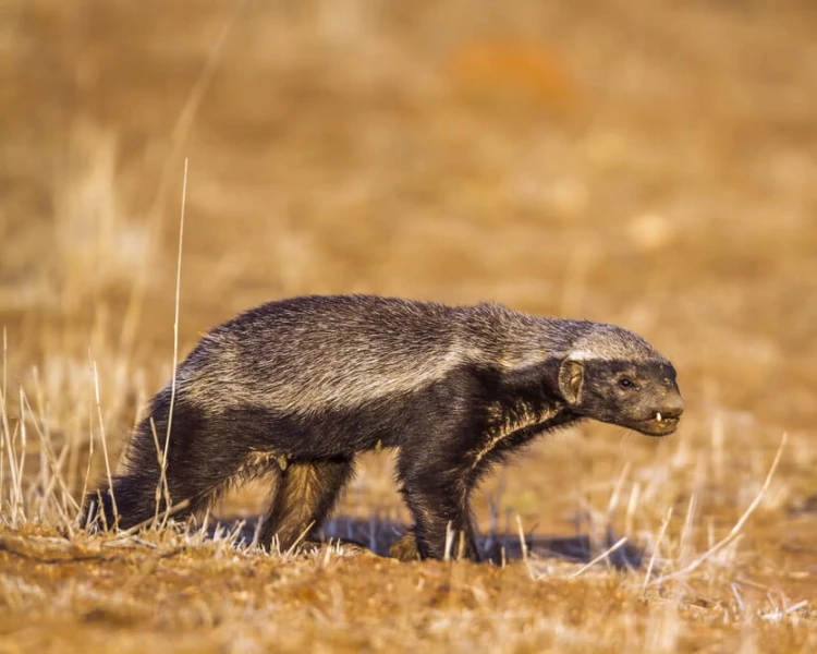 Honey Badger | Zoopedia Wiki | Fandom