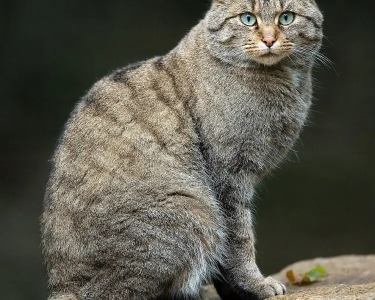 Scottish wildcat | Zoopedia Wiki | Fandom