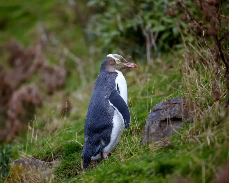 Yellow-Eyed Penguin | Zoopedia Wiki | Fandom