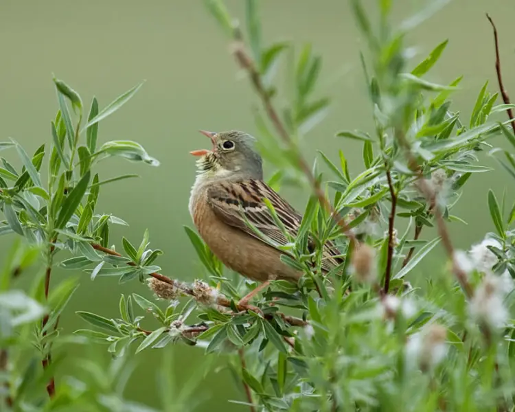 Ortolan Bunting | Zoopedia Wiki | Fandom