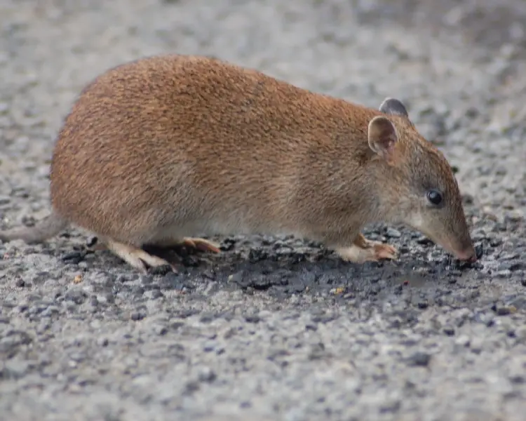Long-Nosed Bandicoot | Zoopedia Wiki | Fandom