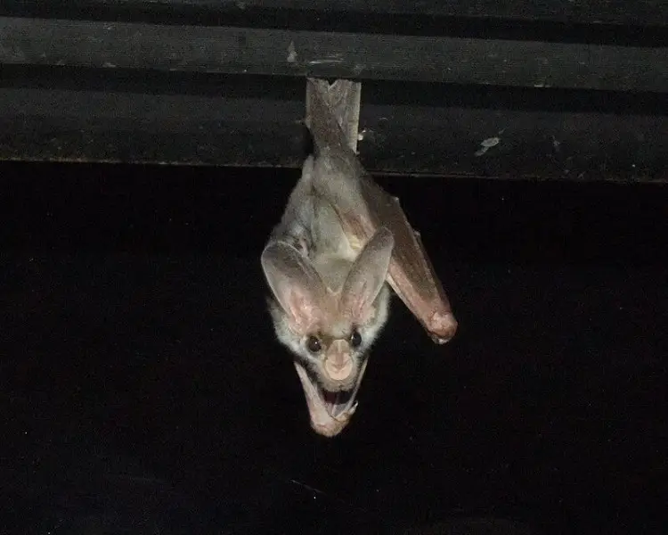 Ghost Bat | Zoopedia Wiki | Fandom