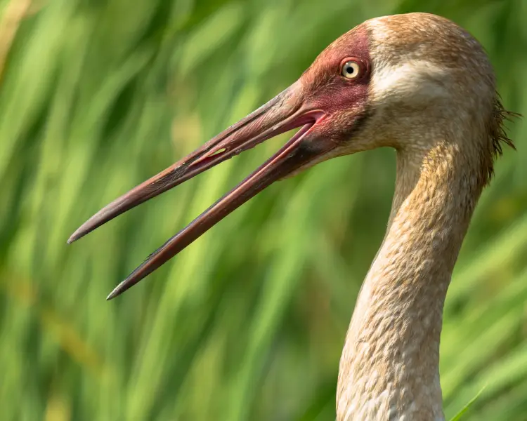 Siberian Crane | Zoopedia Wiki | Fandom