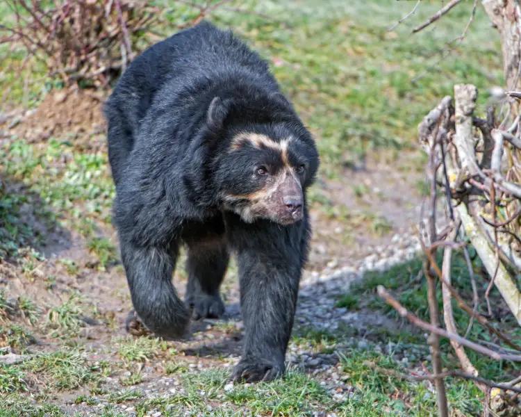 Spectacled Bear | Zoopedia Wiki | Fandom