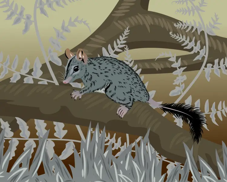 Brush-Tailed Phascogale | Zoopedia Wiki | Fandom