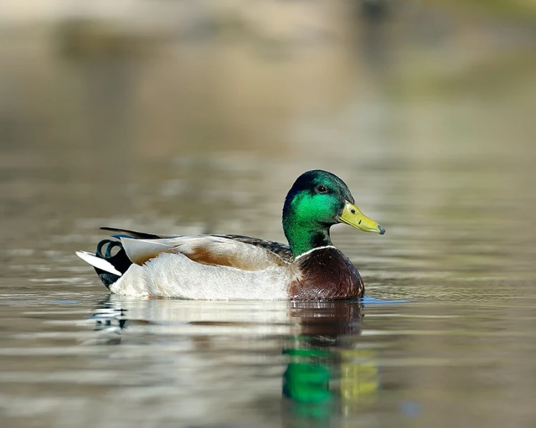 Mallard | Zoopedia Wiki | Fandom