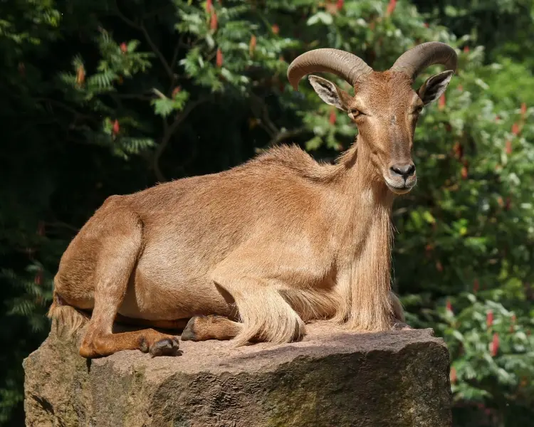 Barbary Sheep | Zoopedia Wiki | Fandom