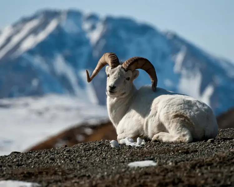 Thinhorn Sheep | Zoopedia Wiki | Fandom