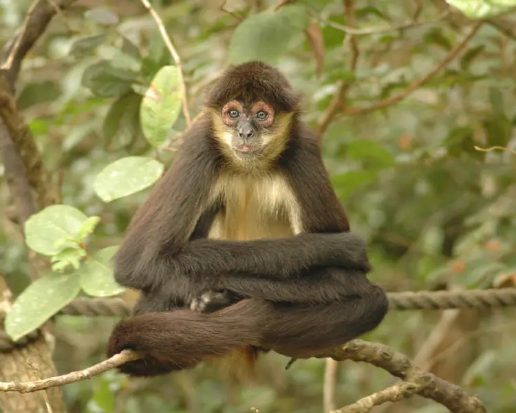 Geoffroy's Spider Monkey | Zoopedia Wiki | Fandom