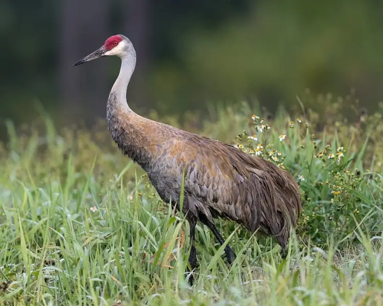 Sandhill Crane | Zoopedia Wiki | Fandom