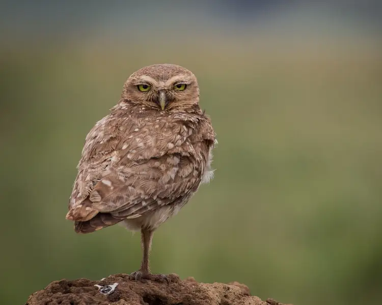 Burrowing Owl | Zoopedia Wiki | Fandom