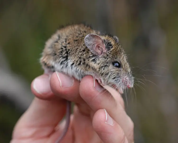 New Holland Mouse | Zoopedia Wiki | Fandom