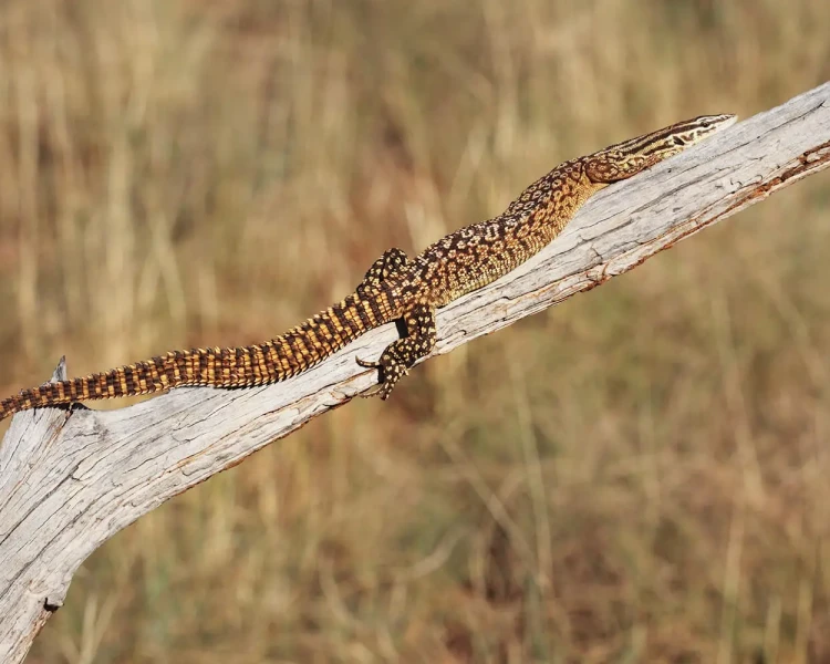 Spiny-Tailed Monitor | Zoopedia Wiki | Fandom