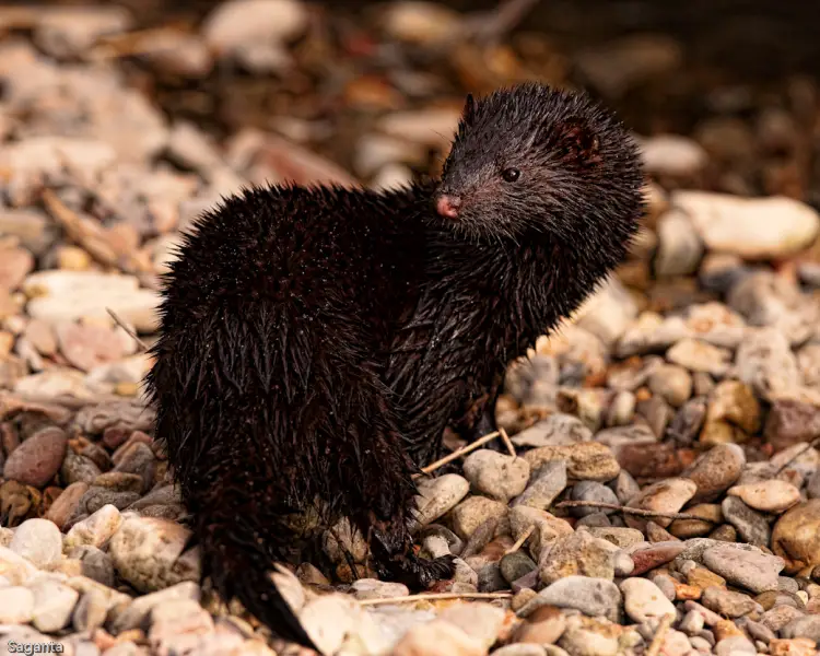 European Mink | Zoopedia Wiki | Fandom