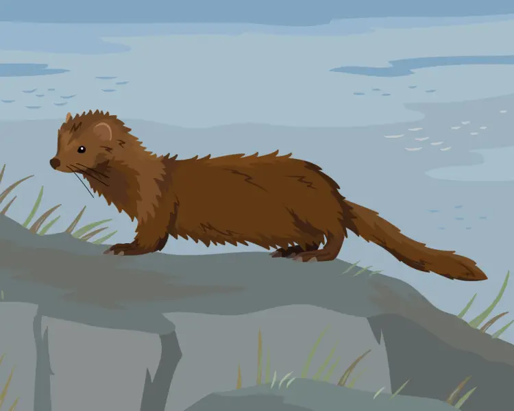 Sea Mink | Zoopedia Wiki | Fandom