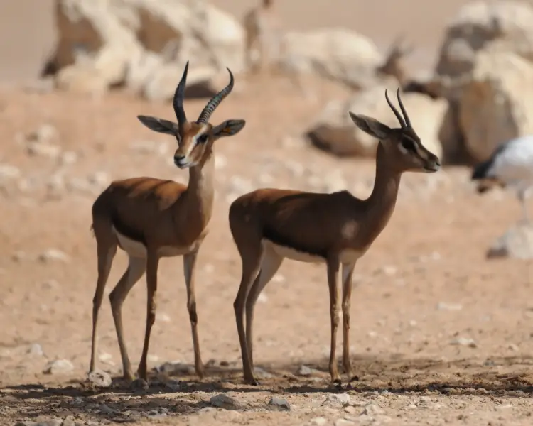 Thomson's Gazelle | Zoopedia Wiki | Fandom