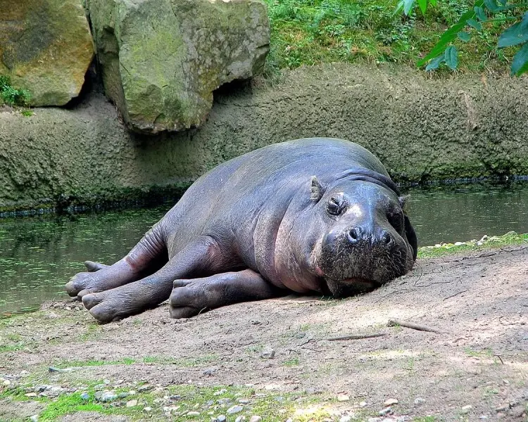Pygmy Hippo | Zoopedia Wiki | Fandom