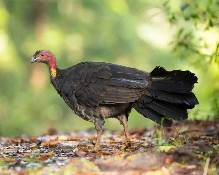 Australian Brushturkey | Zoopedia Wiki | Fandom
