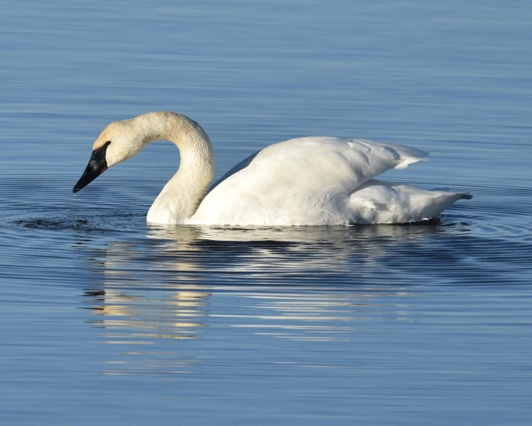 Trumpeter Swan | Zoopedia Wiki | Fandom