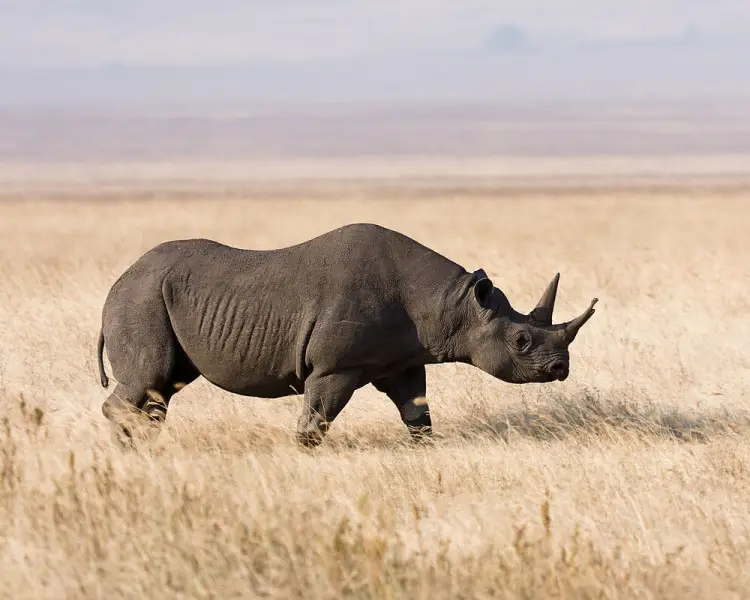 Black Rhinoceros | Zoopedia Wiki | Fandom