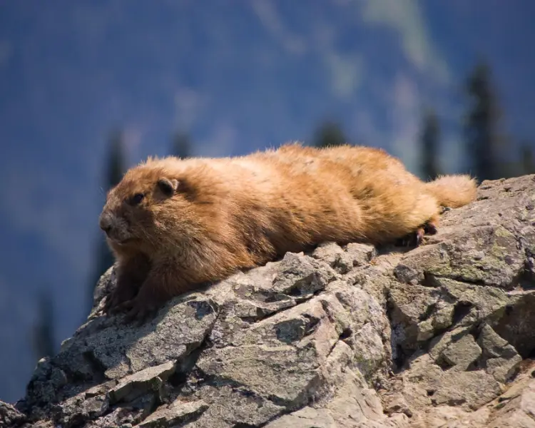 Olympic Marmot | Zoopedia Wiki | Fandom