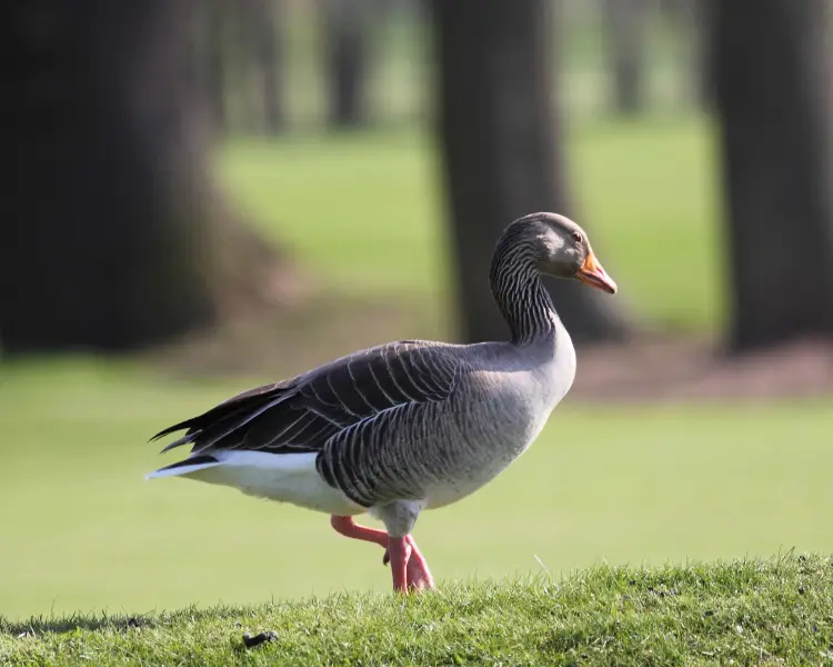 Greylag Goose | Zoopedia Wiki | Fandom