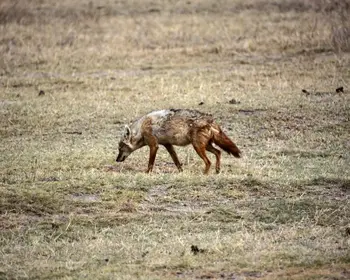 African Golden Wolf | Zoopedia Wiki | Fandom