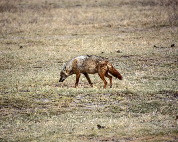 African Golden Wolf | Zoopedia Wiki | Fandom