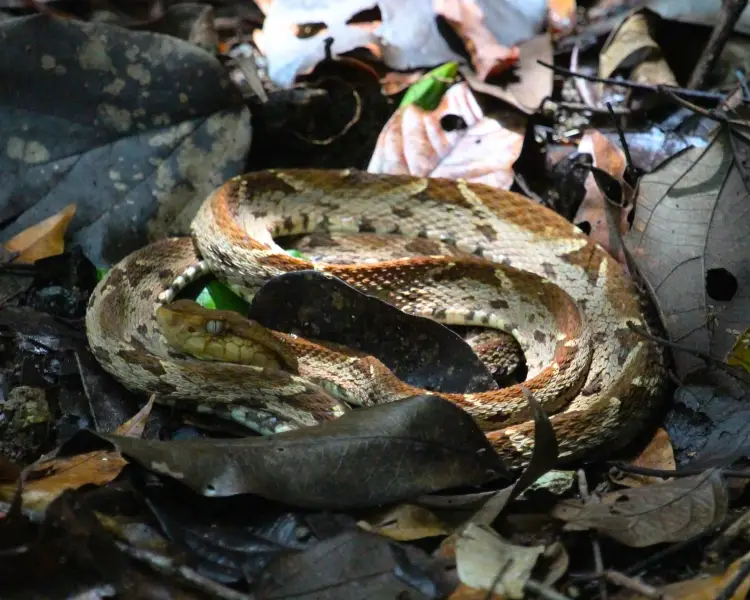 Fer-de-lance | Zoopedia Wiki | Fandom