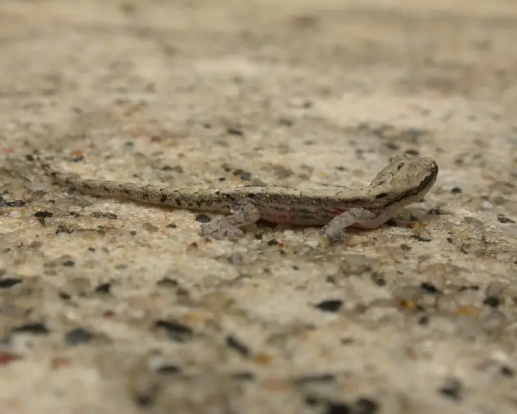 Mourning Gecko | Zoopedia Wiki | Fandom