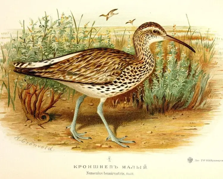 Slender-billed curlew | Zoopedia Wiki | Fandom