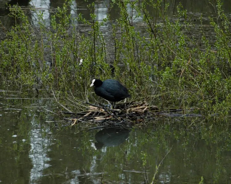 Eurasian coot | Zoopedia Wiki | Fandom