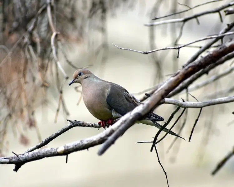Mourning Dove | Zoopedia Wiki | Fandom
