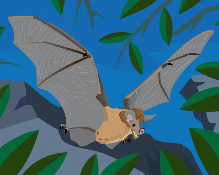 Spectral Bat | Zoopedia Wiki | Fandom