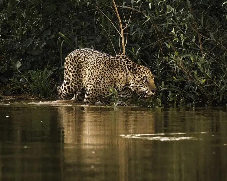 Jaguar | Zoopedia Wiki | Fandom