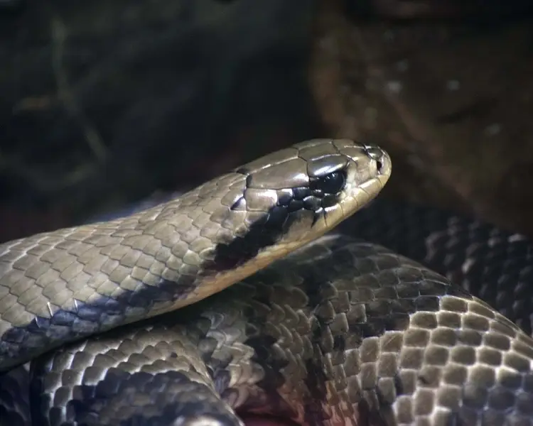 False Water Cobra | Zoopedia Wiki | Fandom