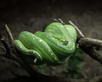 green tree python wallpaper