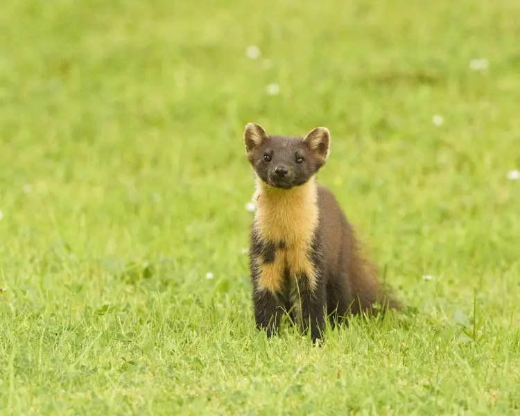 Pine Marten | Zoopedia Wiki | Fandom