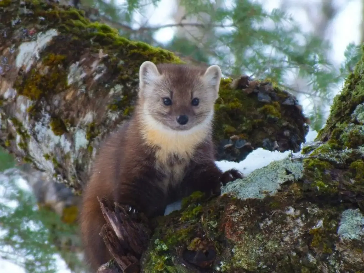 American Marten | Zoopedia Wiki | Fandom