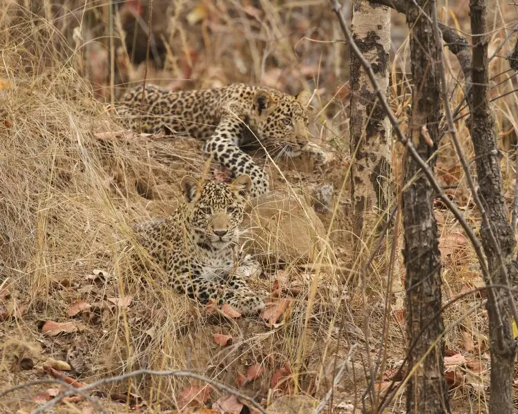 Indian leopard | Zoopedia Wiki | Fandom