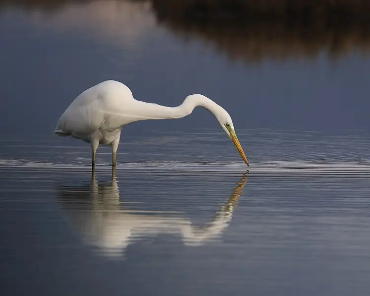 Great Egret | Zoopedia Wiki | Fandom