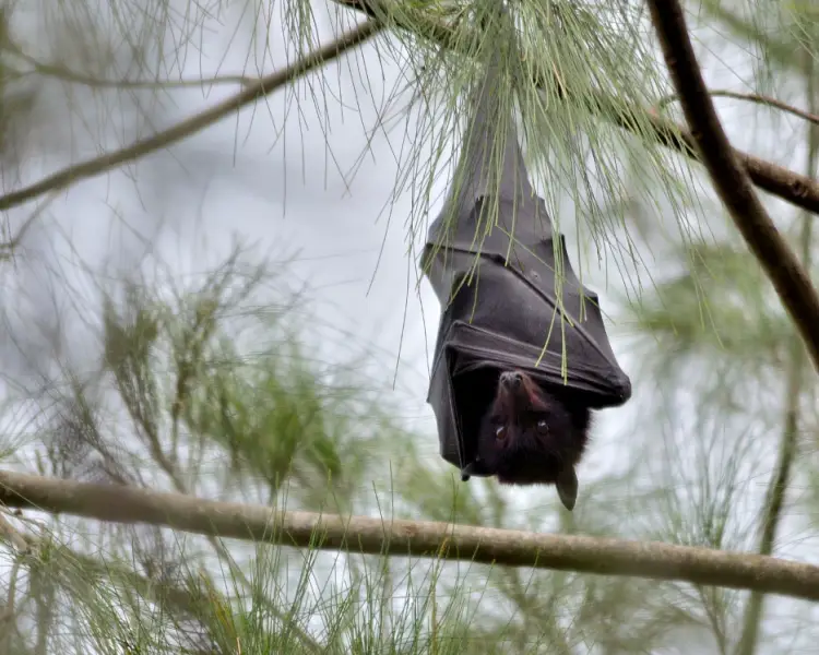 Black Flying Fox | Zoopedia Wiki | Fandom