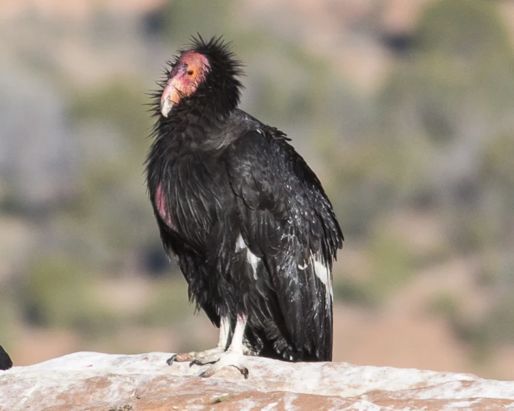 California Condor | Zoopedia Wiki | Fandom
