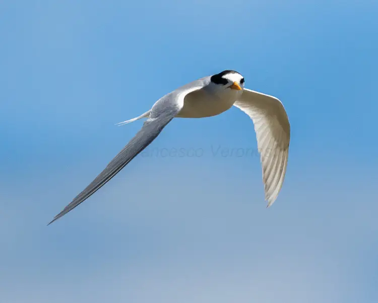 Fairy Tern | Zoopedia Wiki | Fandom