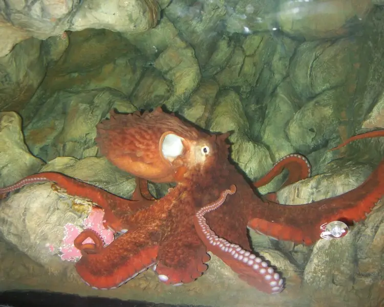 Giant Pacific octopus | Zoopedia Wiki | Fandom