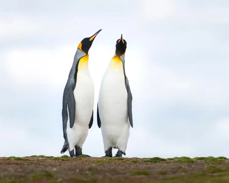 King Penguin | Zoopedia Wiki | Fandom