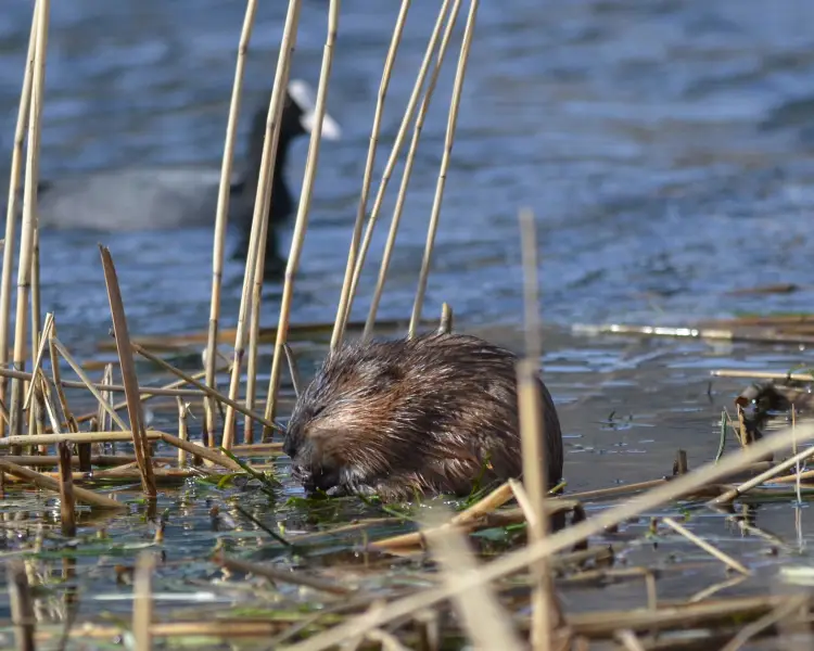 Muskrat | Zoopedia Wiki | Fandom
