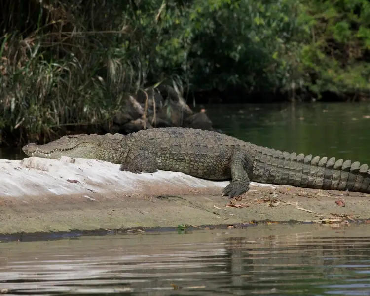 Mugger | Zoopedia Wiki | Fandom